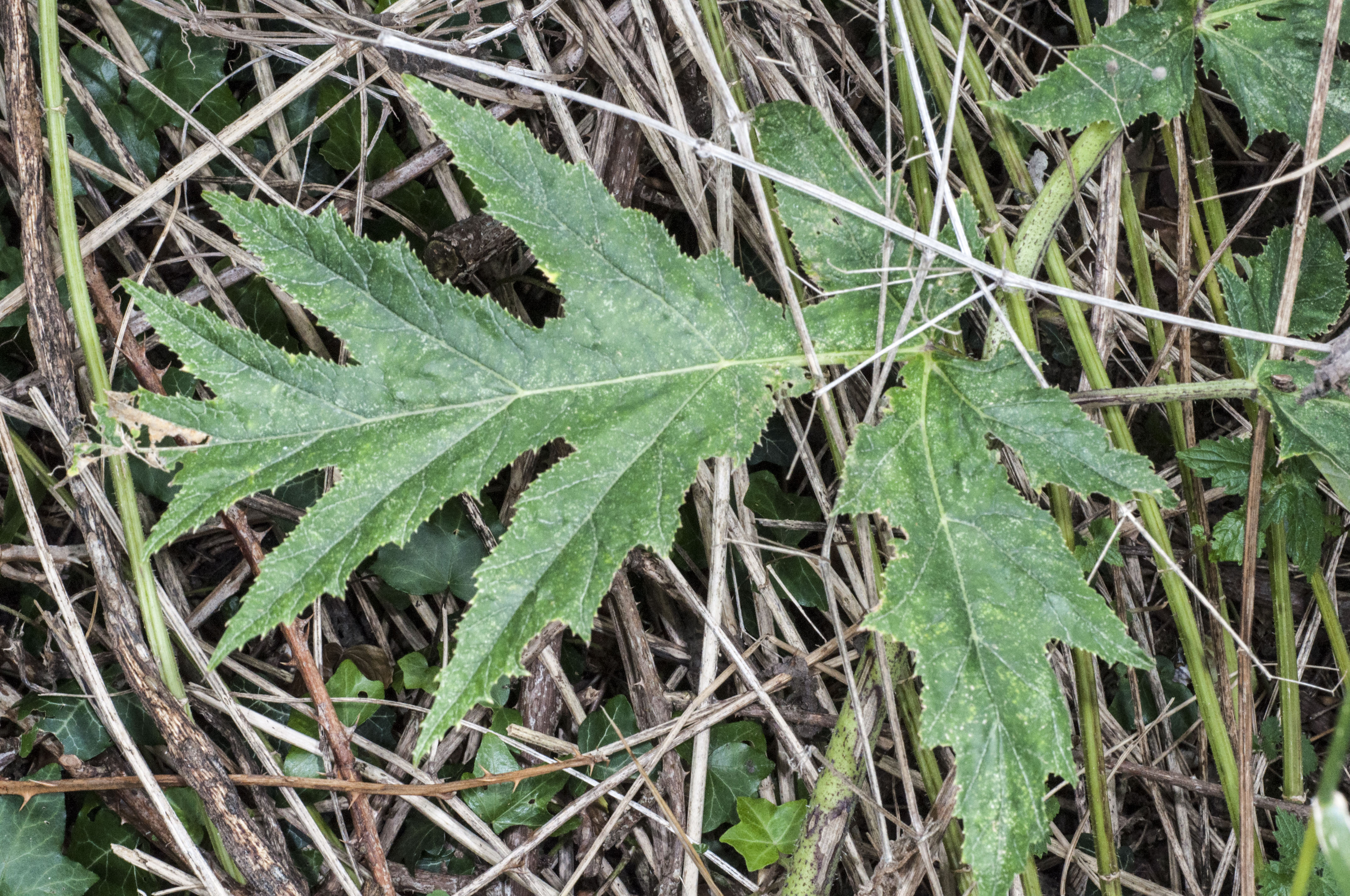 Giant Hogweed, Heracleum Mantegazzianum DSC_0679 – Perivale Park London