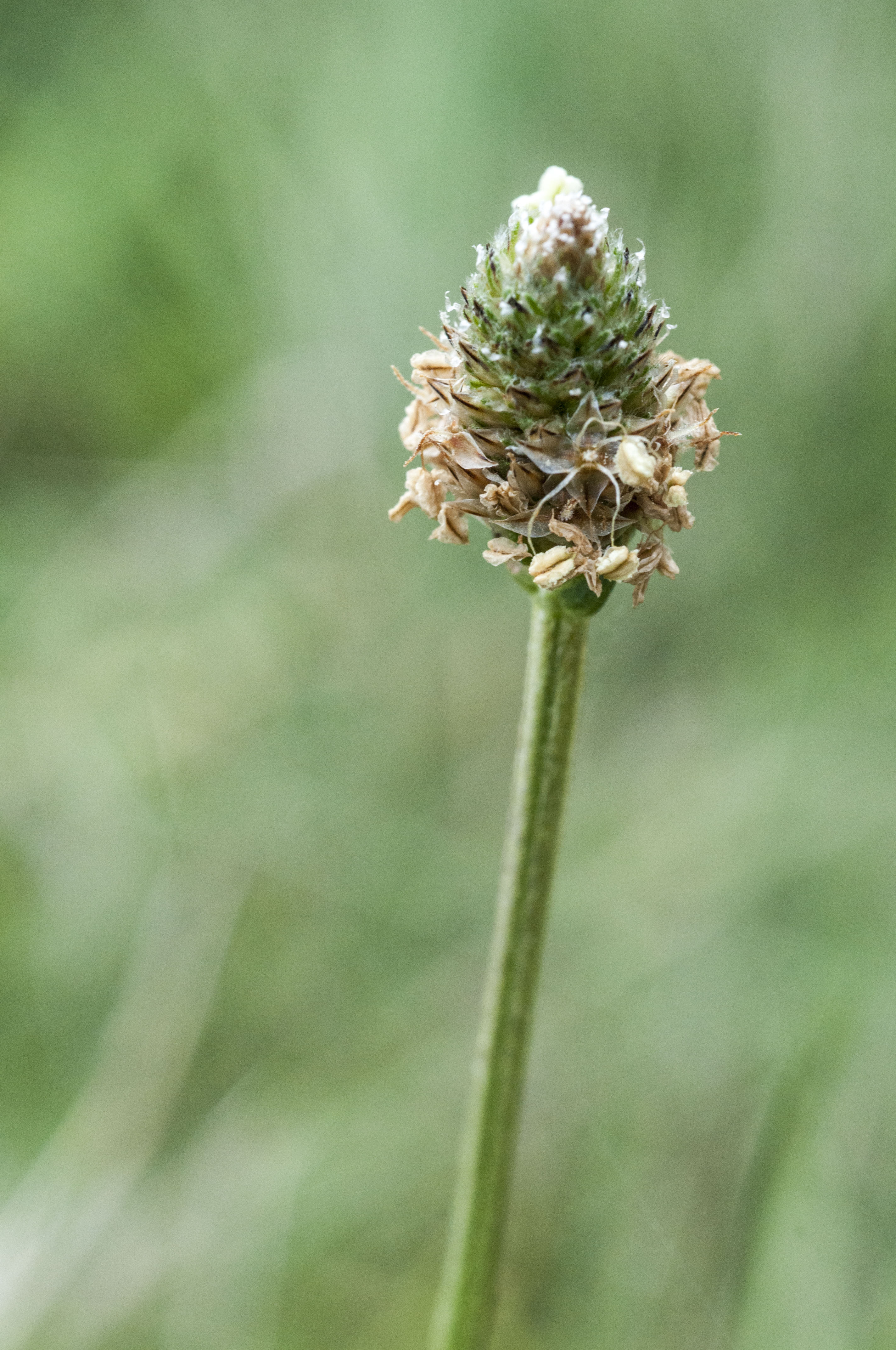 Ribwort Plantain, Plantago lanceolata DSC_0571 – Perivale Park London