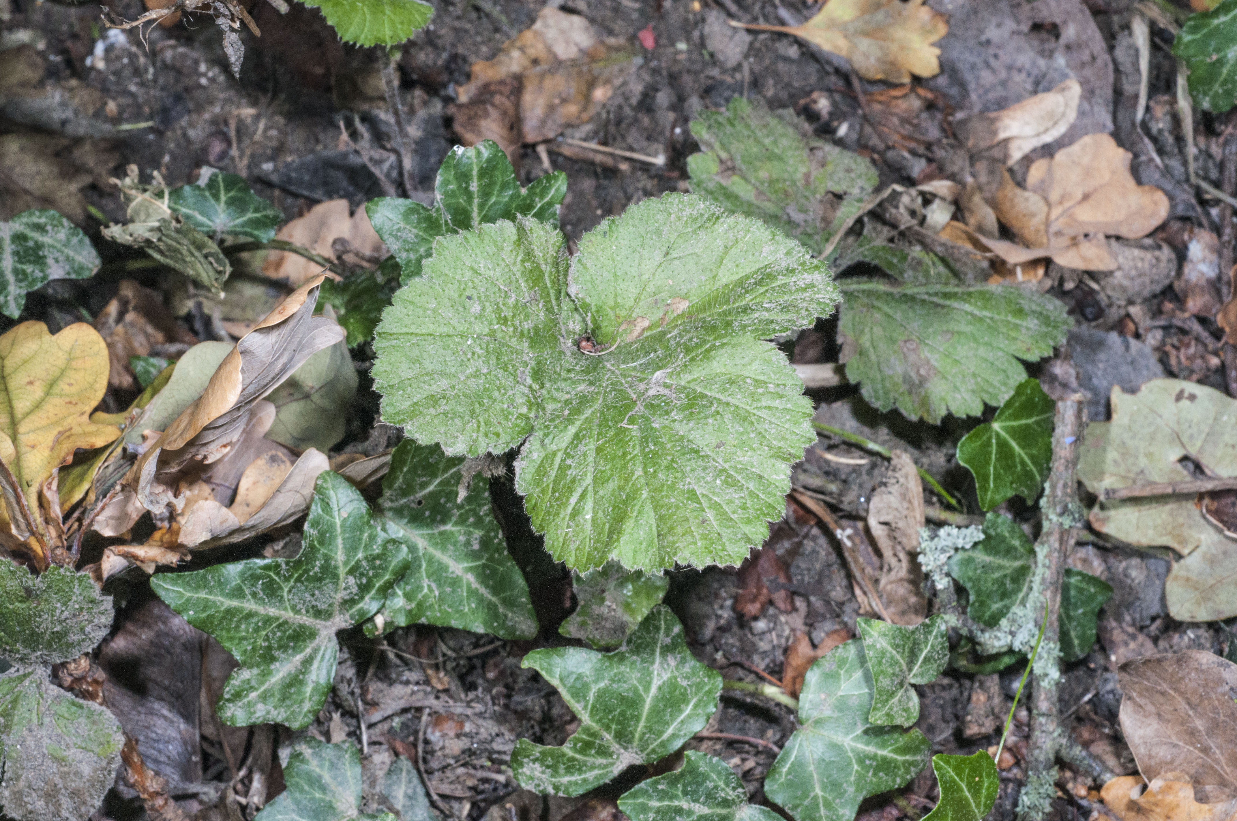 Wood Avens, Geum urbanum DSC_0645 – Perivale Park London