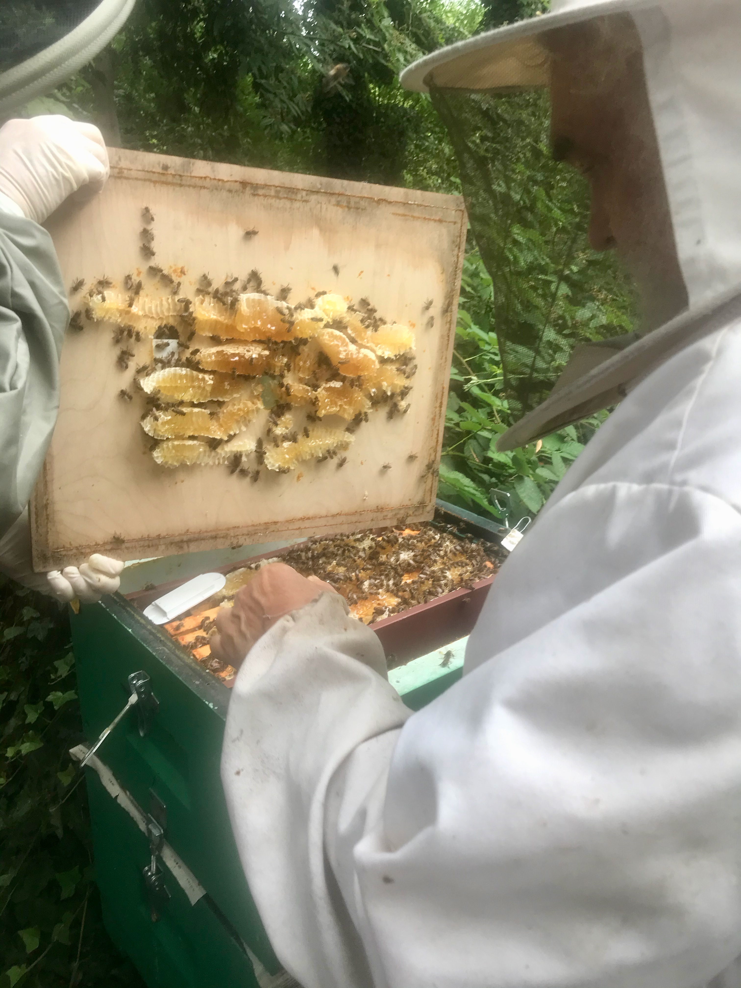 Bee corridors mean …. honey! | Perivale Park London