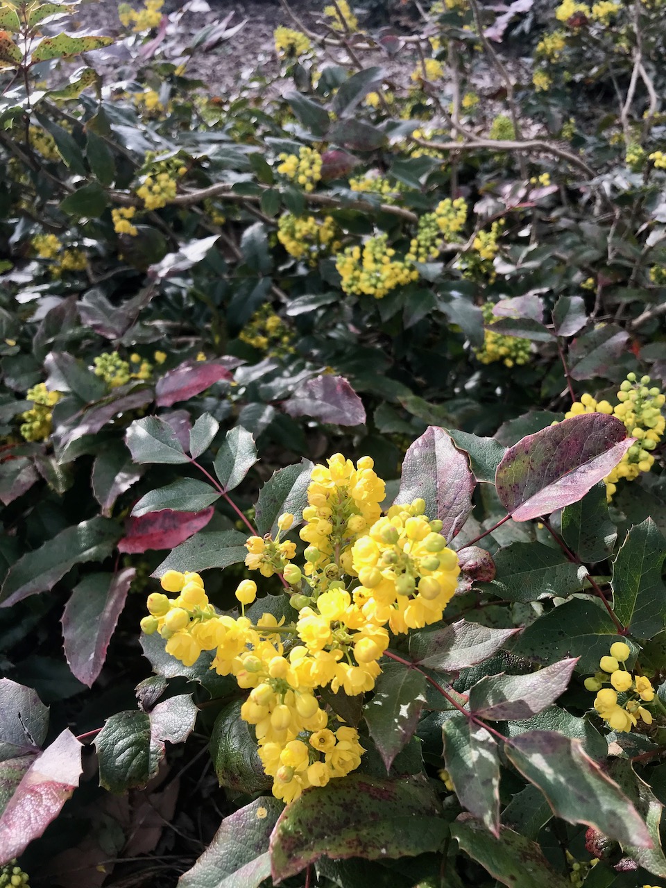 The early shoots of spring. | Perivale Park London