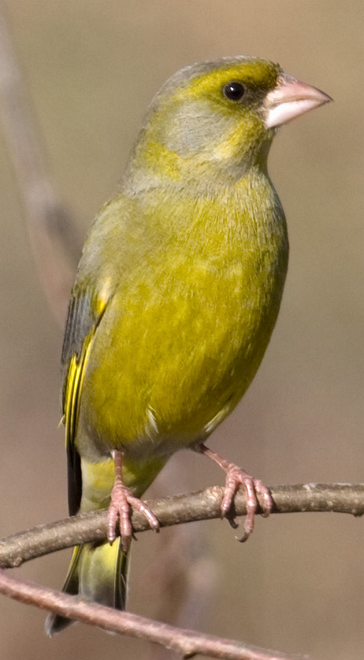 Birds of Perivale Park, 2020! | Perivale Park London
