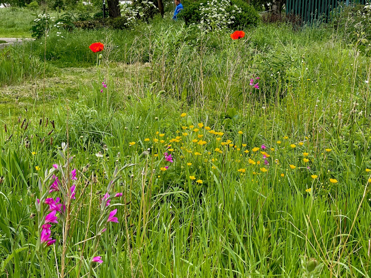 Meadows of poppies and buttercups. | Perivale Park London