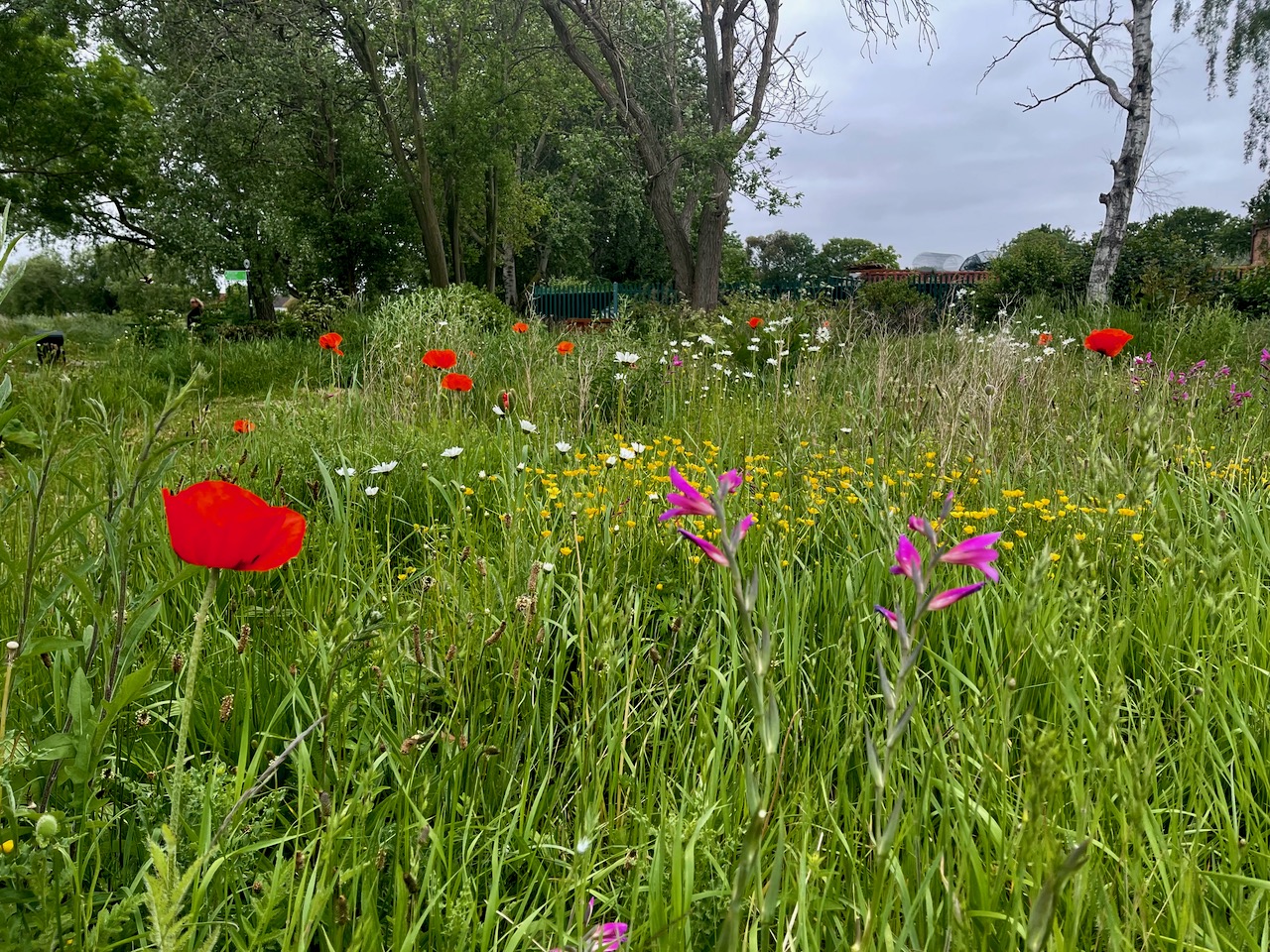 Meadows of poppies and buttercups. | Perivale Park London