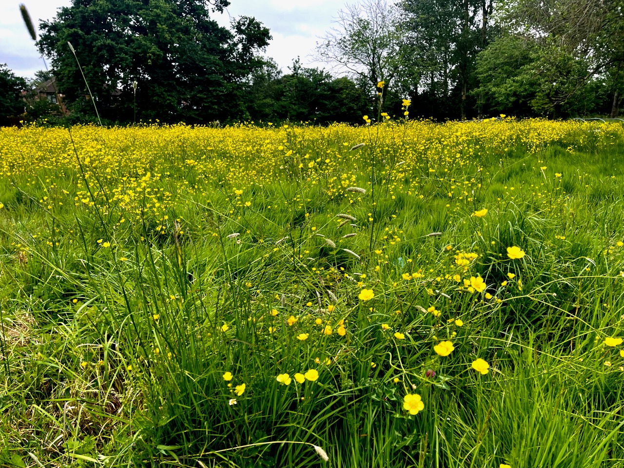 Meadows of poppies and buttercups. | Perivale Park London