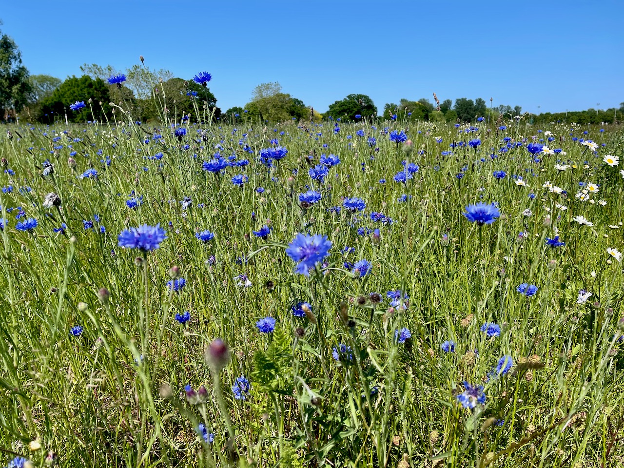 Cornflower meadow. | Perivale Park London