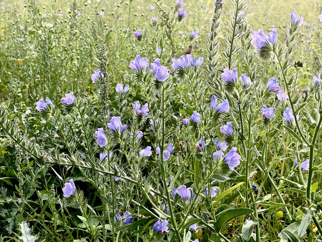 The meadow in autumn 2023. | Perivale Park London