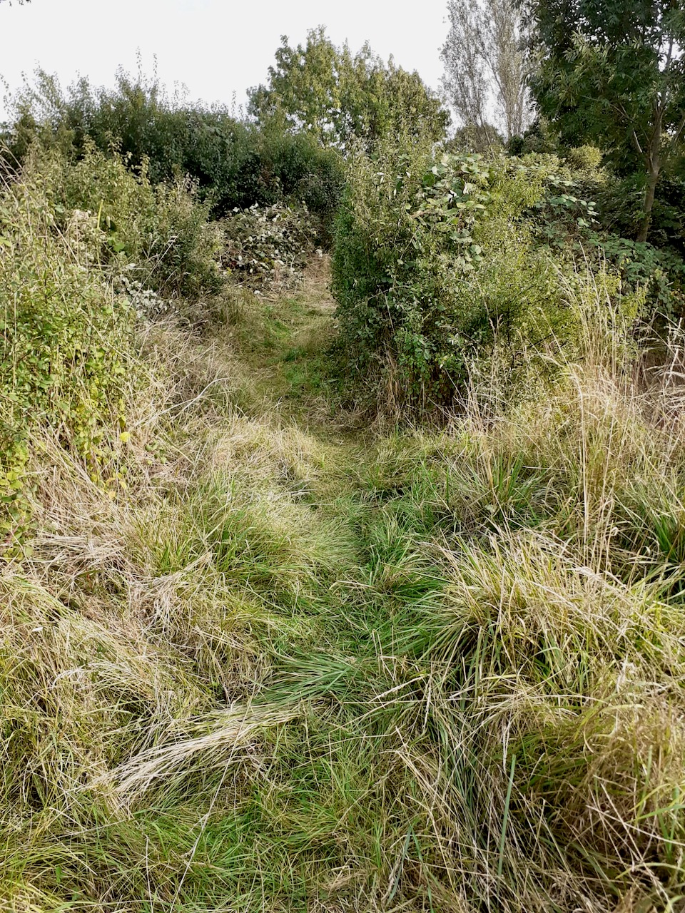 Overgrown path now clear – thanks to local volunteers. | Perivale Park ...